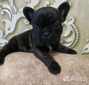 Французский бульдог девочка