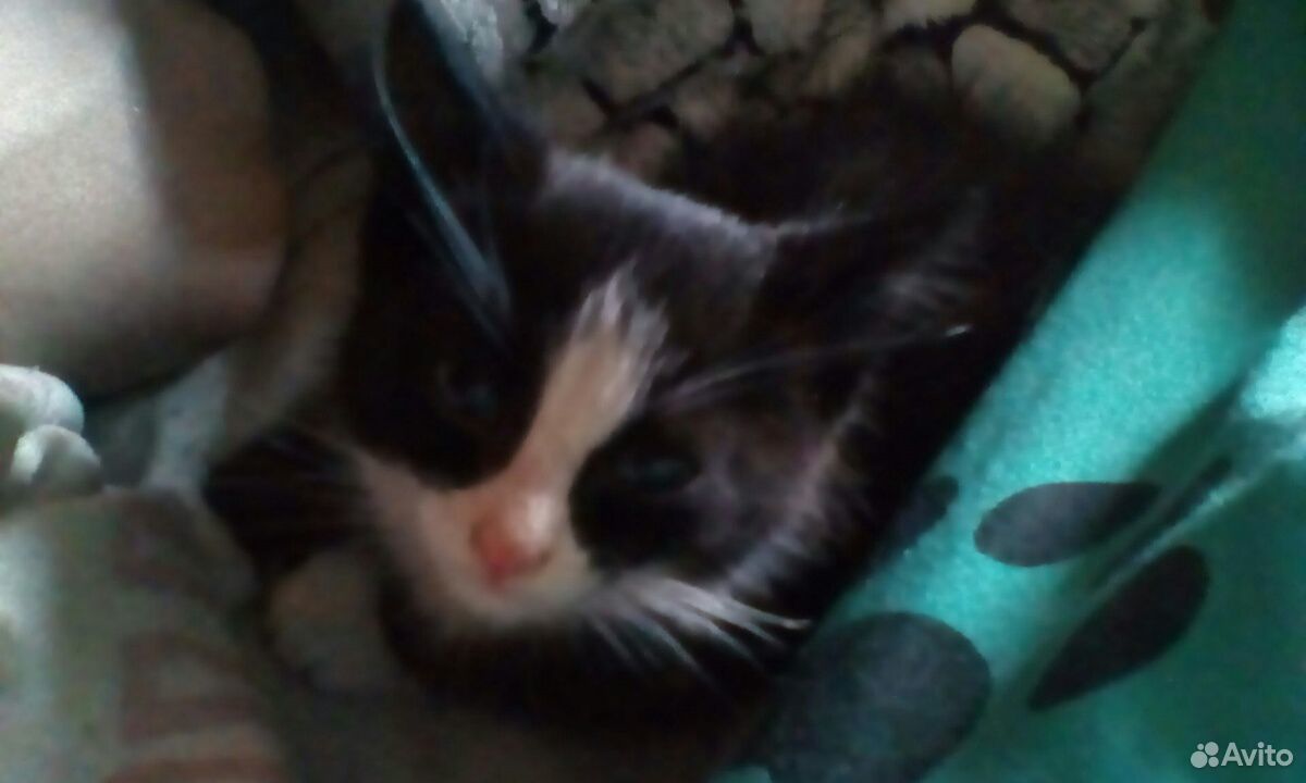 Отдам котенка