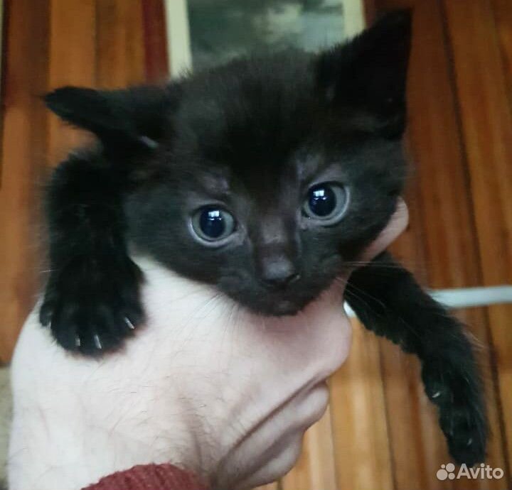 Обаятельный черный котенок
