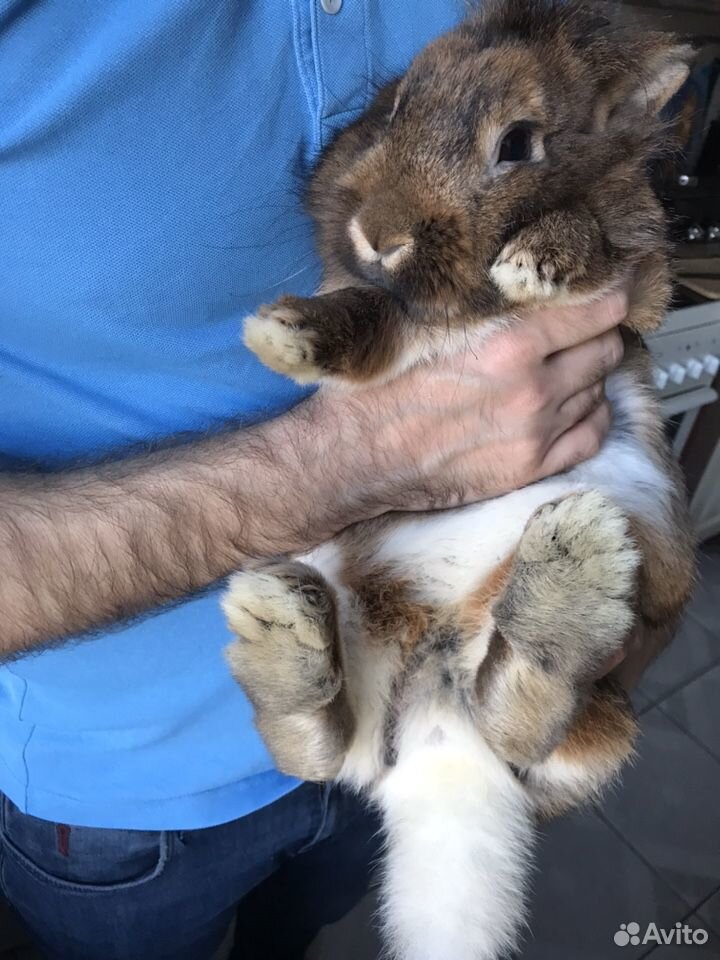 Кролик вязка (ищем невесту)