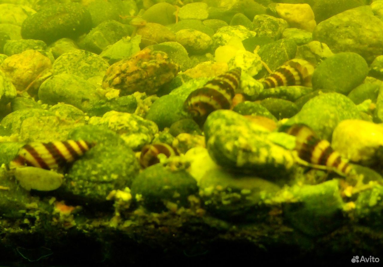 Улитка хелена (Clea helena), улитка улиткоед