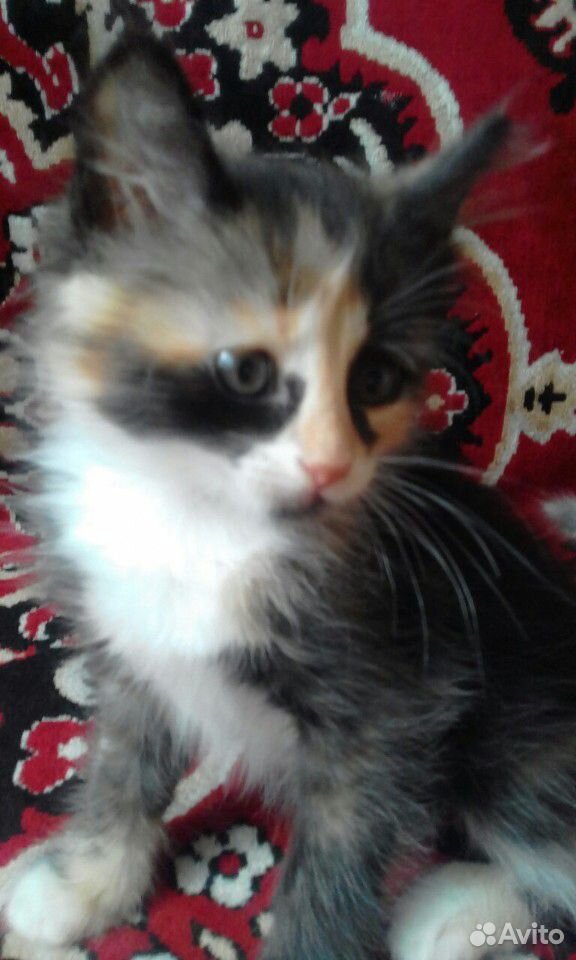 Отдам котеночка в добрые руки