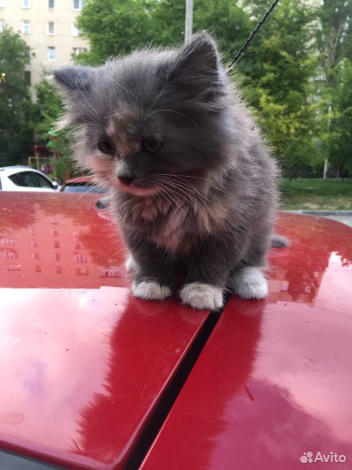 Красивущая девочка ищет дом