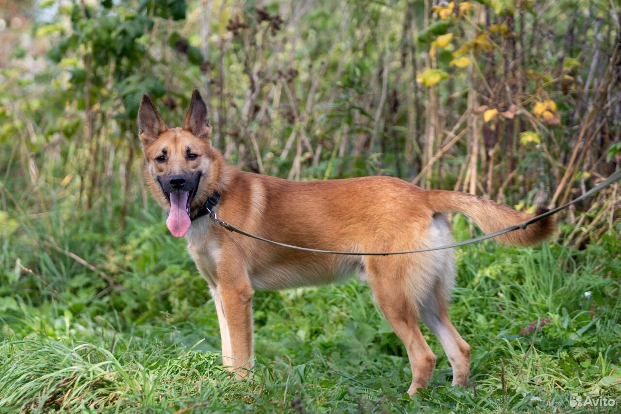 Собака шурик