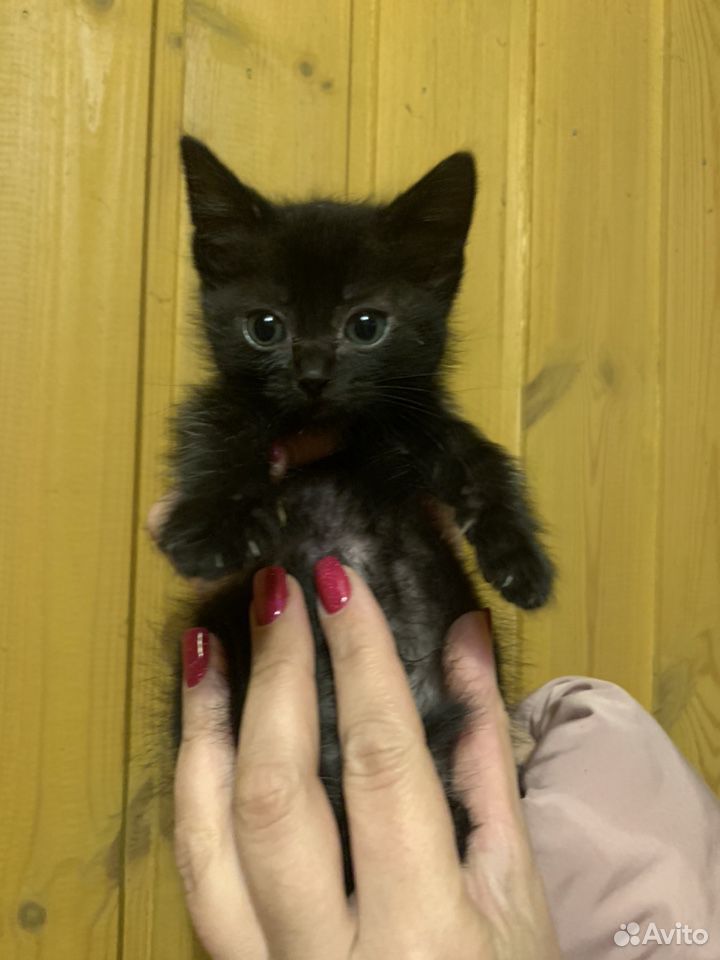 Подобранный котёнок с улицы ищет дом