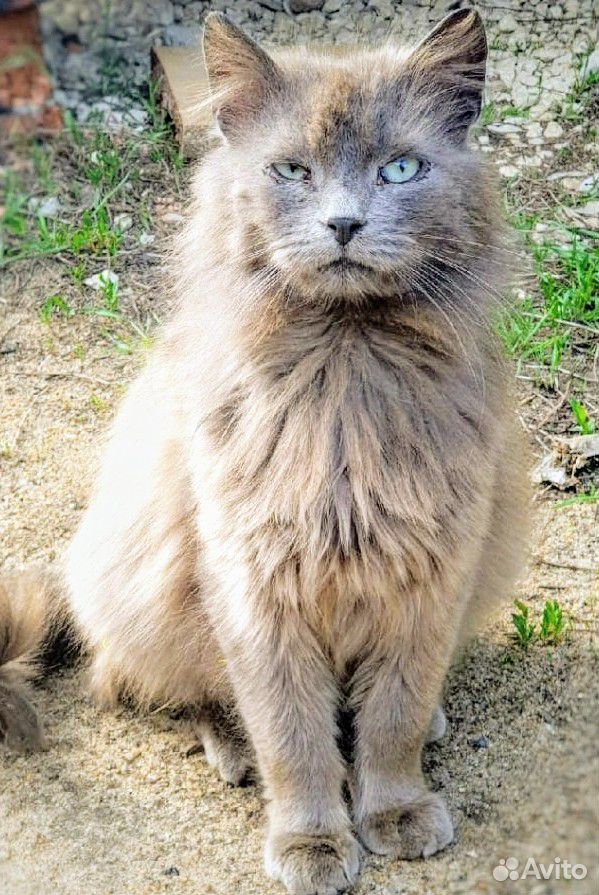 Котик нибелунг в заботливые руки