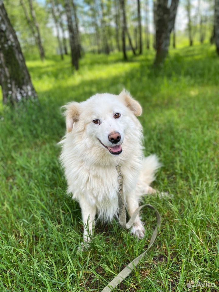 Собака облачко Пушок в добрые руки