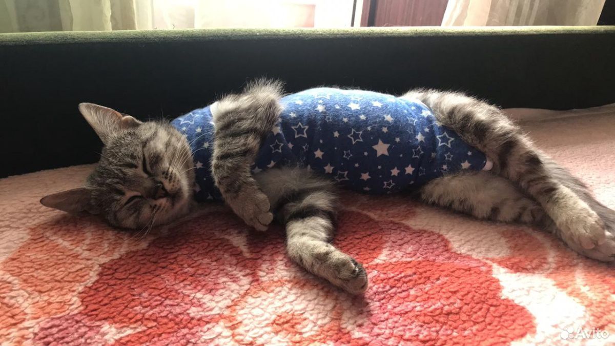 Замурчательная кошка окраса Вискас