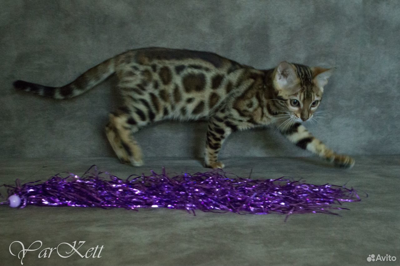 Бенгальские красавицы