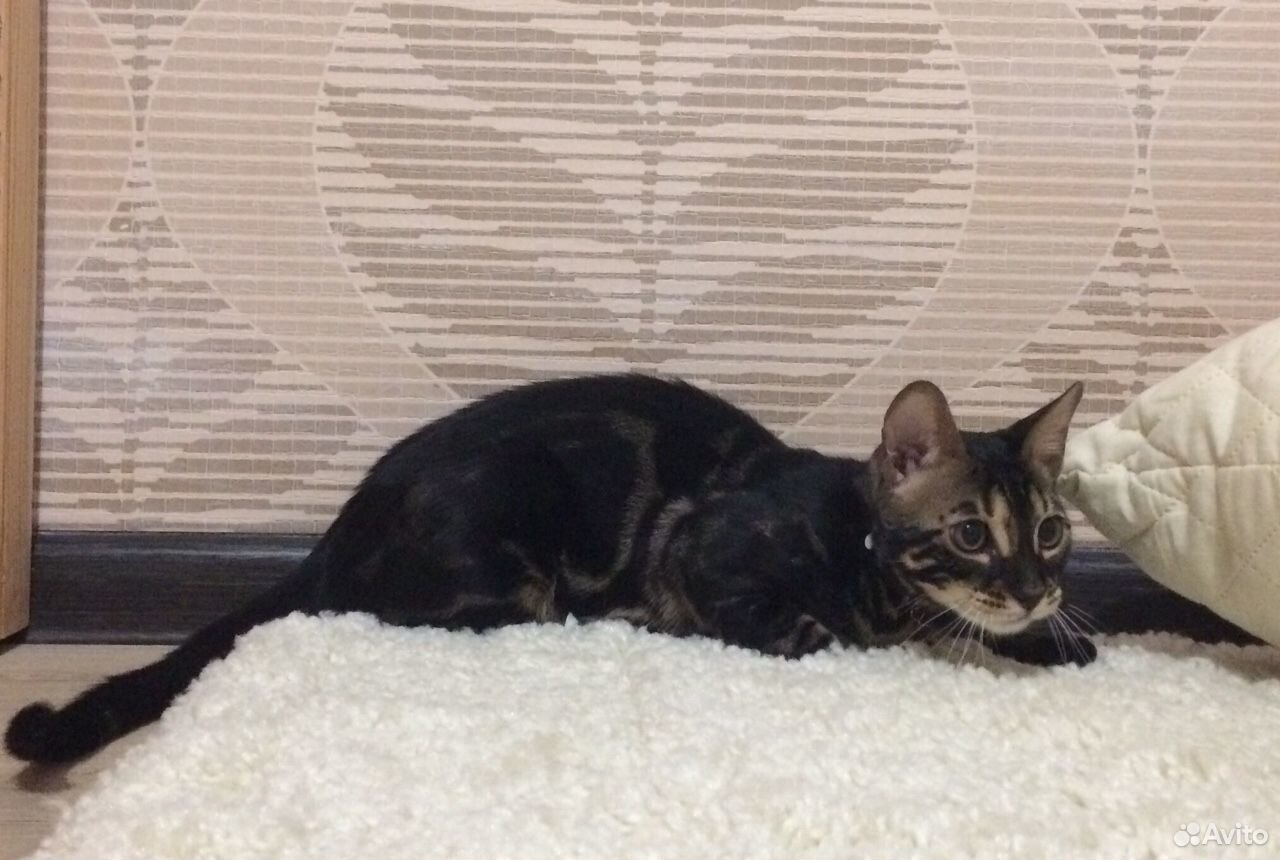 Кошка Бенгалка ждёт Кота Бенгала