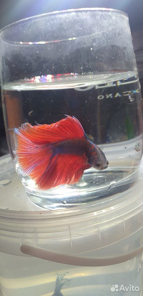 Рыбка Петушок феерический хвост
