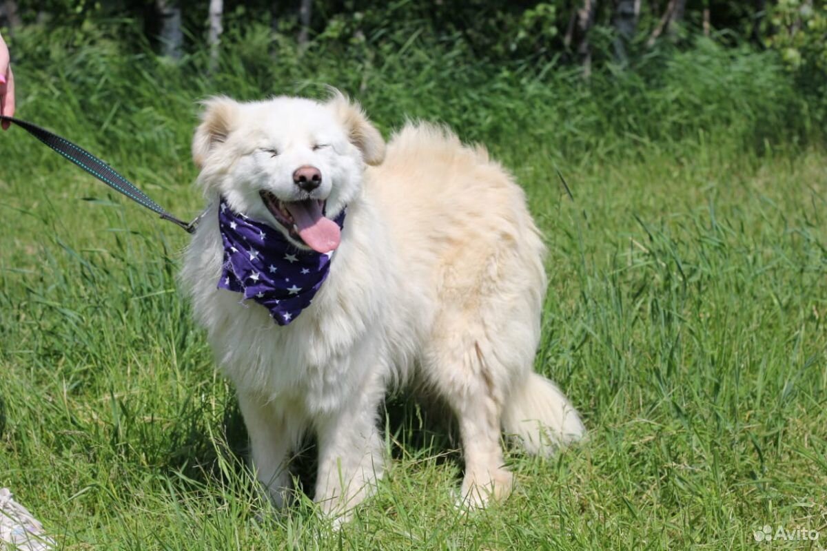 Пушок ищет дом