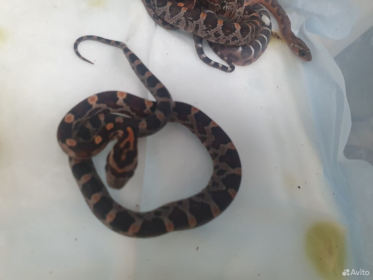 Маисовые полоза