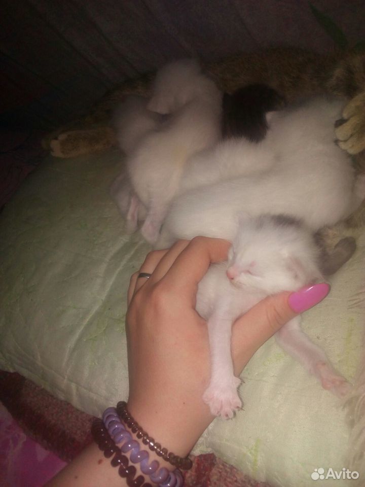 Котята в добрые руки