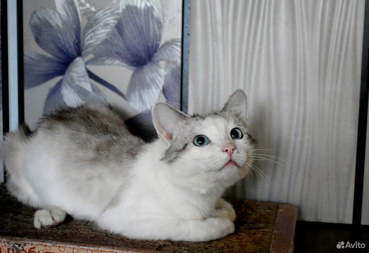 Сенечка,молодой котик с васильковым глазами