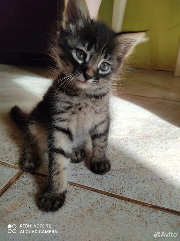 Котята, сладкие пирожочки