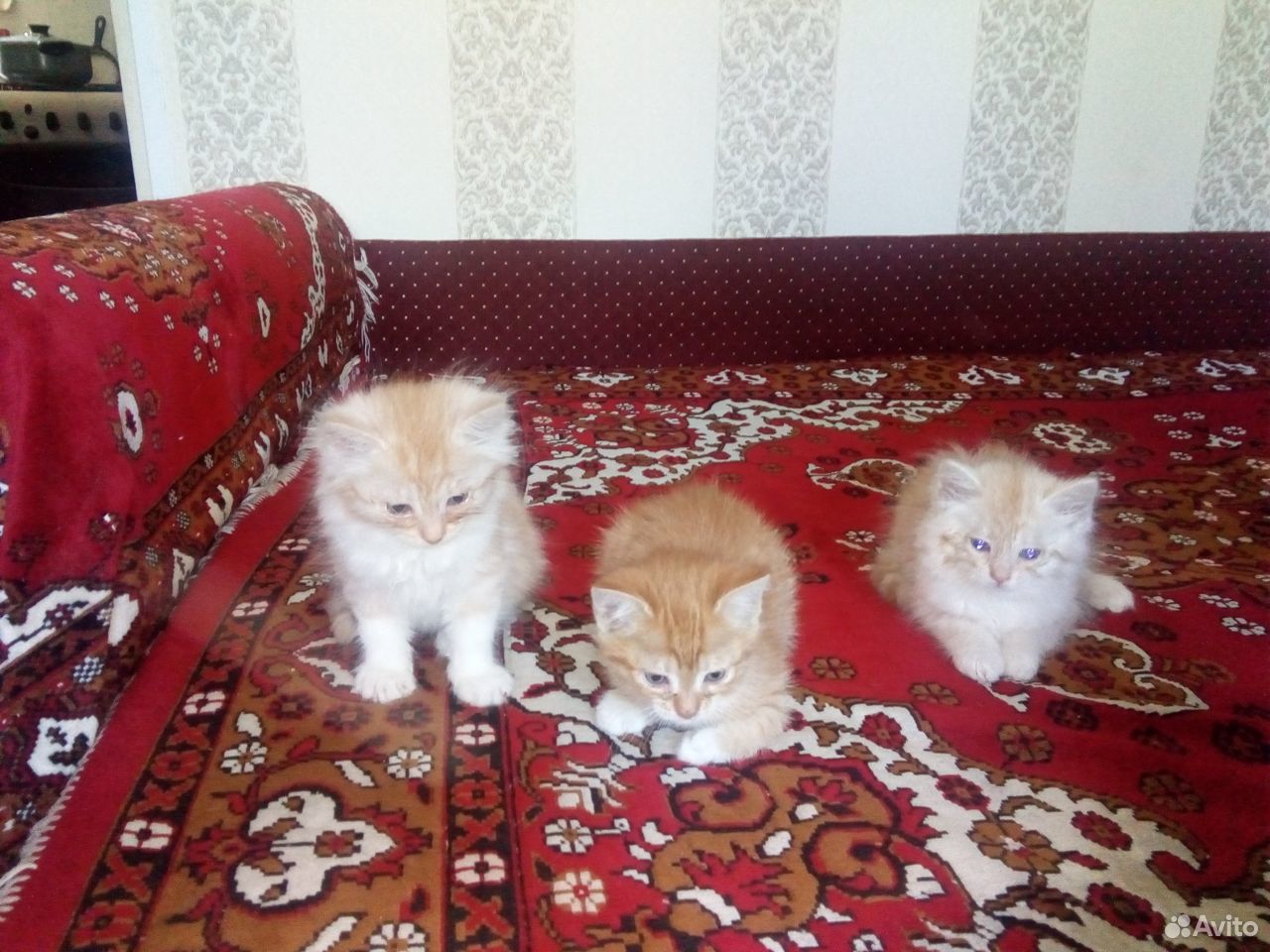 Отдам в добрые руки