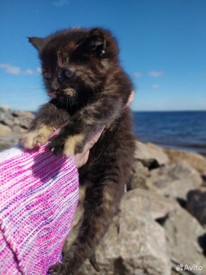 Котенок ищет семью