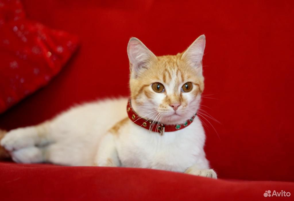 Рыжик в дар