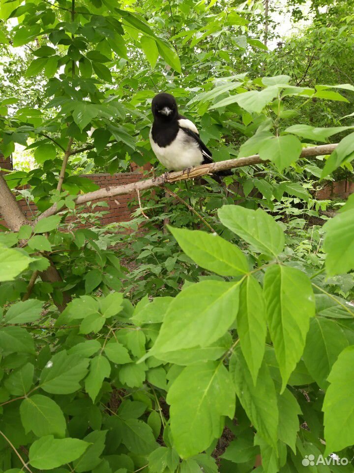 Сорока, врановые