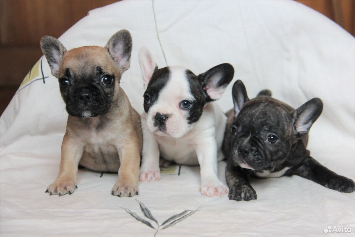 Голубогенные щенки францы