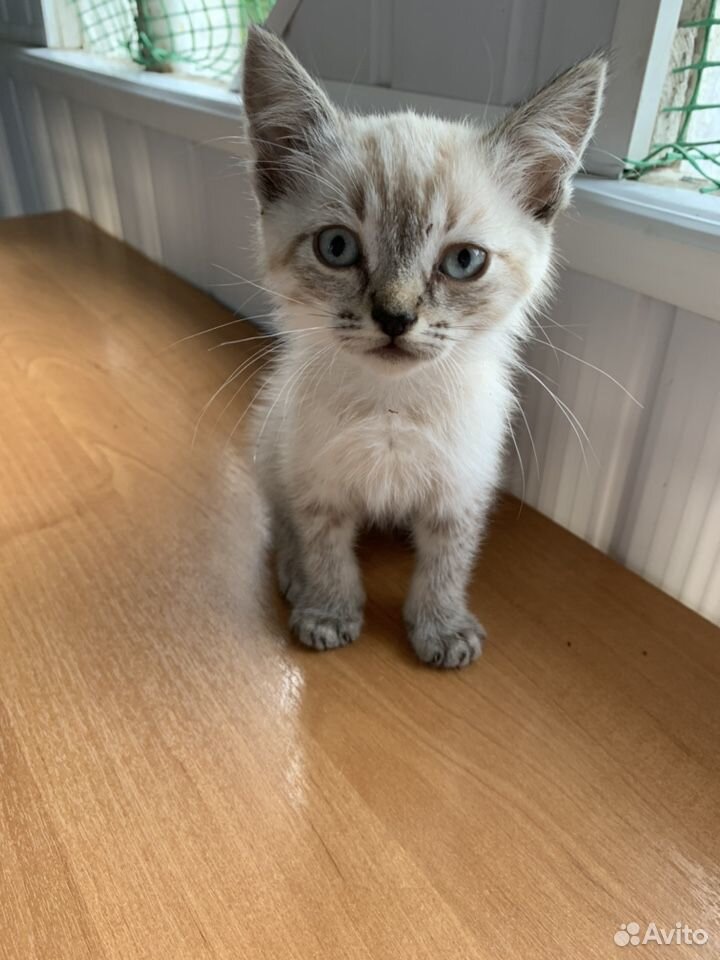 Девочка котенок