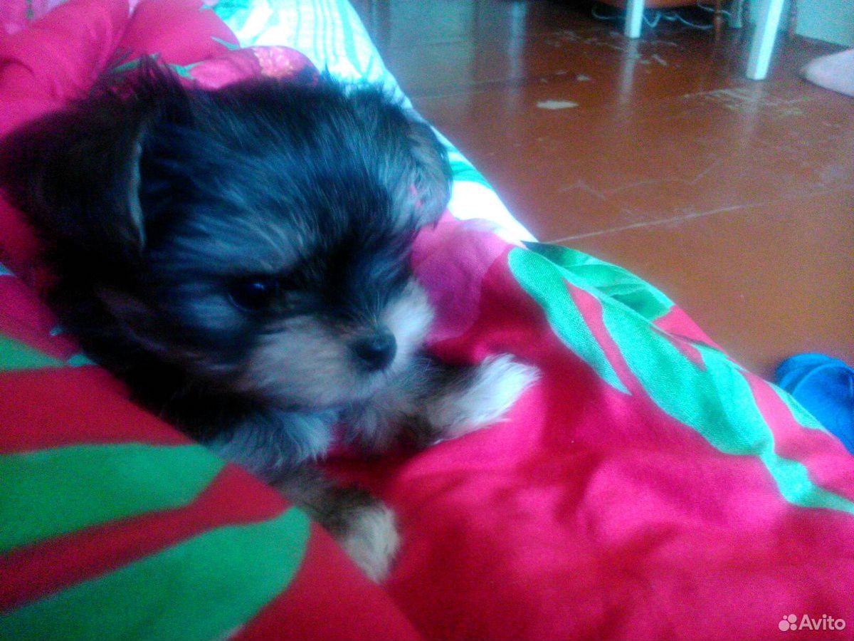 Йоршеркский терьер мини мальчик. 2 месяца, с паспо