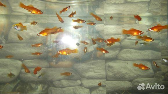 Малек меченосца