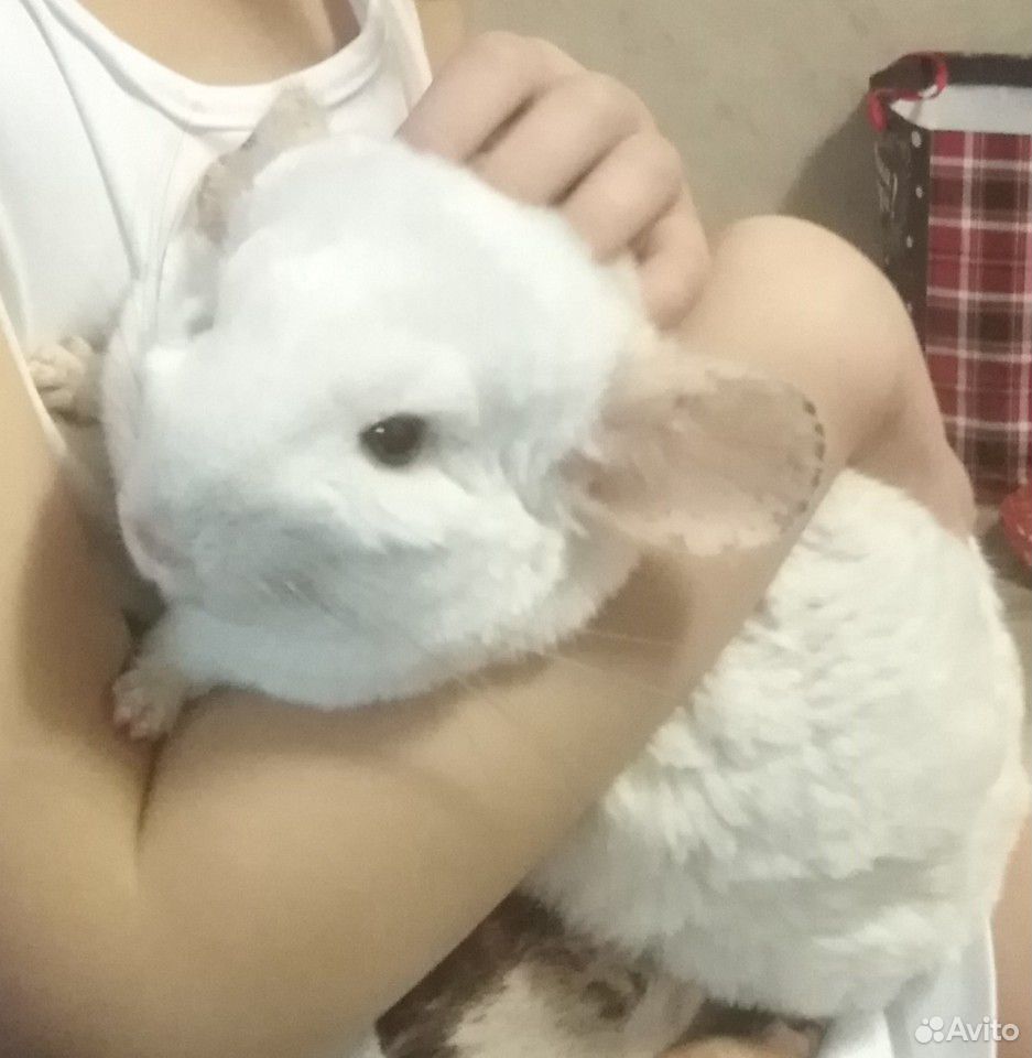 Продам шиншиллу