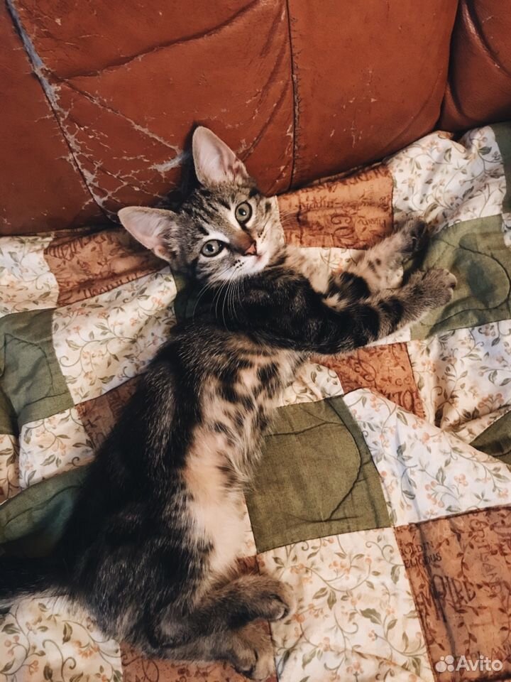 Котёнок в добрые руки