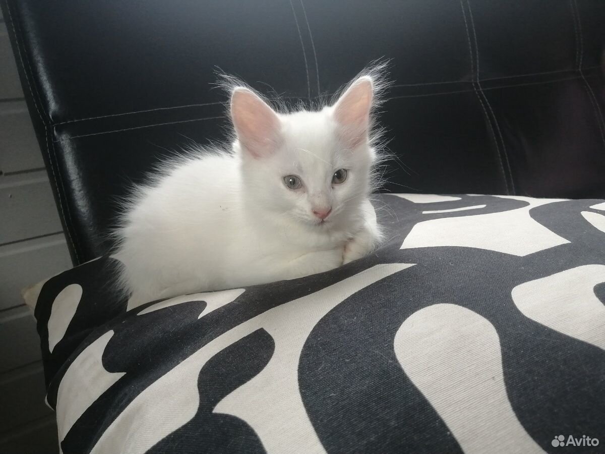 Котенок белый