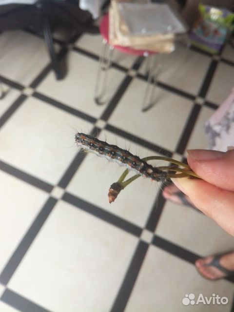 Сколопендра