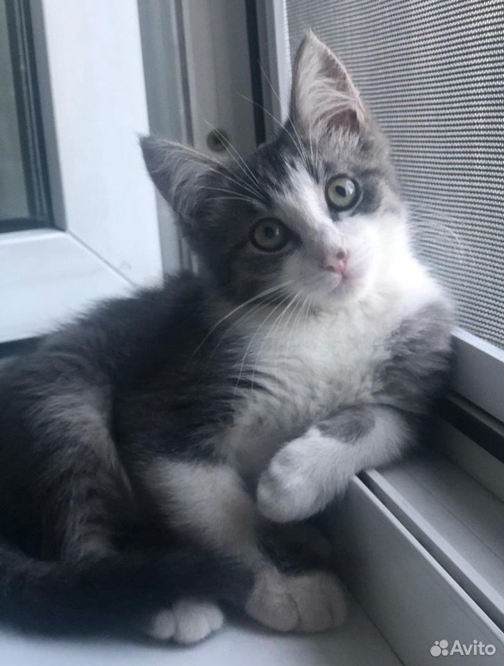 Ласковый ручной котенок Грей 3,5 мес ищет свой дом