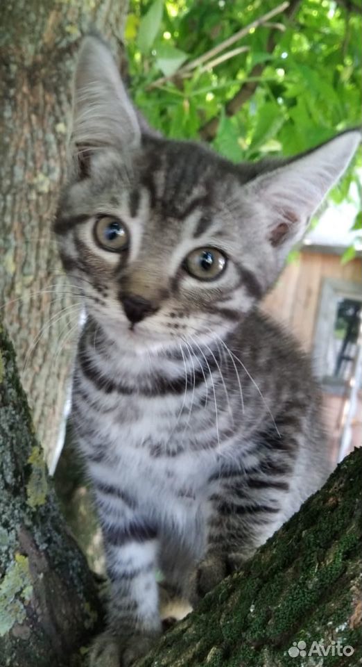 Котёнок полосатый мальчик