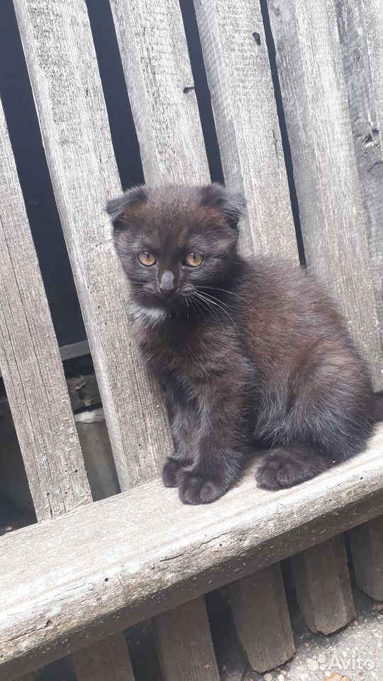 Продается вислоухий котенок