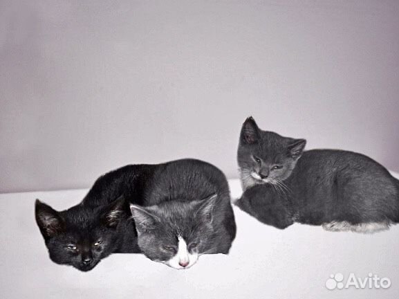 Котята 1,2 мес