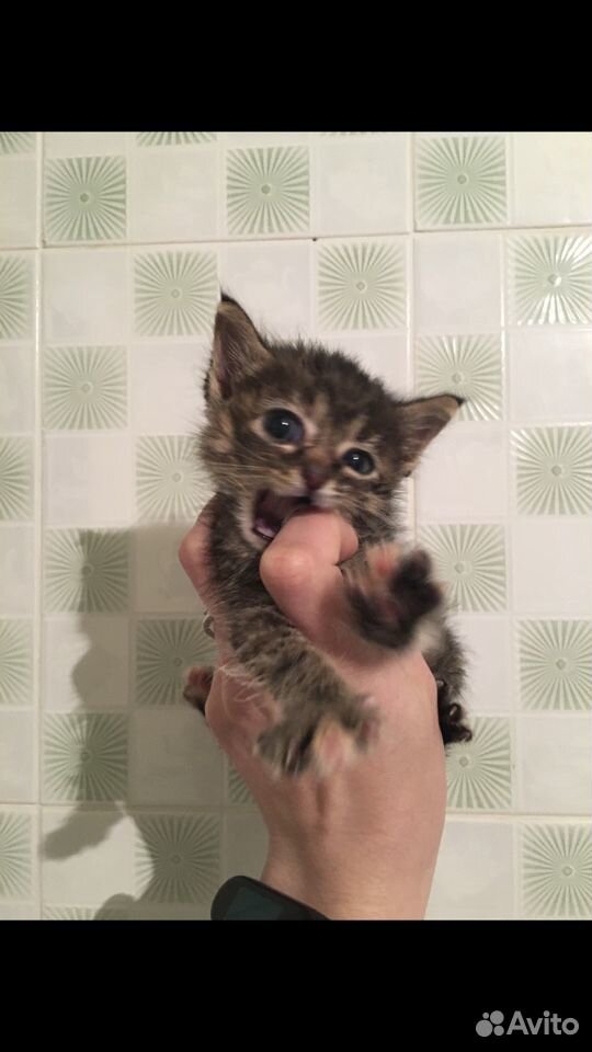 Отдам котёночка