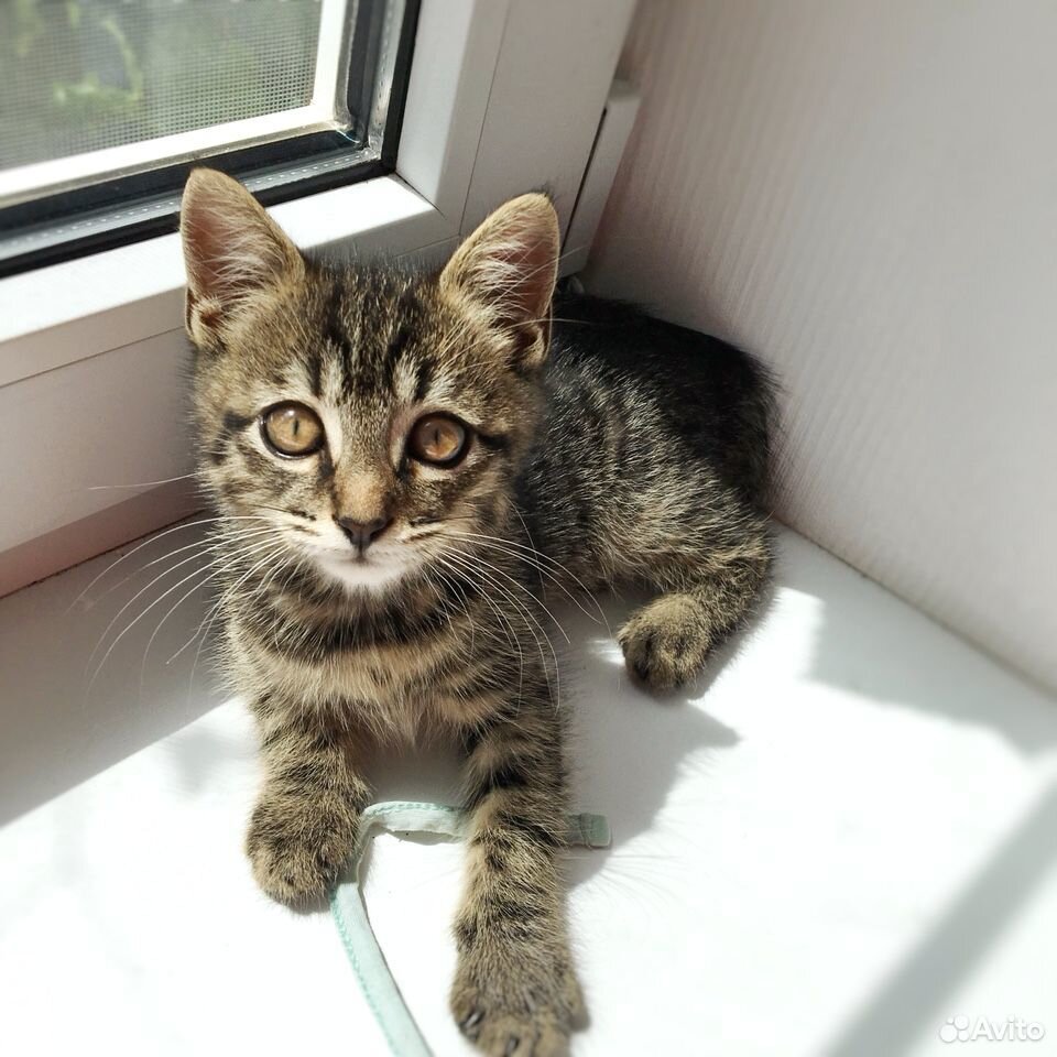 Отдаётся в добрые руки кошечка