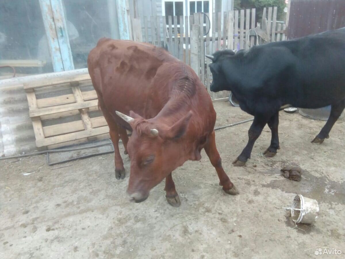 Тёлки от хороших коров, 1 год 5 мес