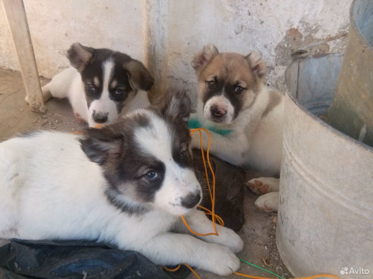 Милашки девочки. алабай. 29.04