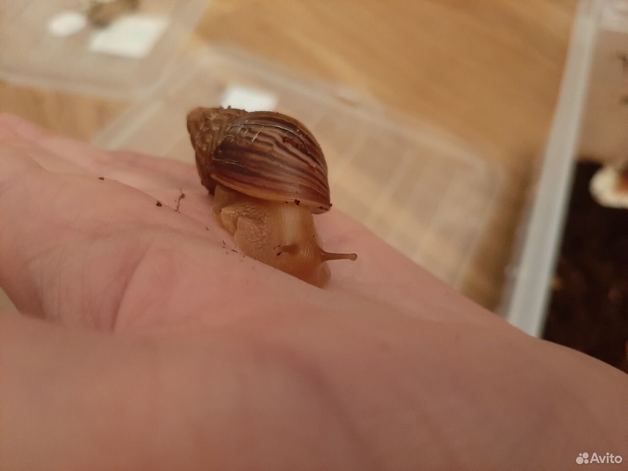 Улитки Ахатина Иммакулята