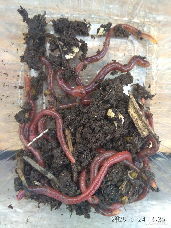 Черви Старатели