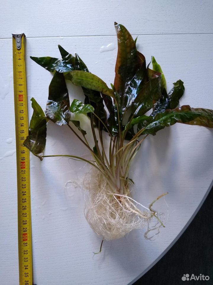 Криптокорины куст на обмен