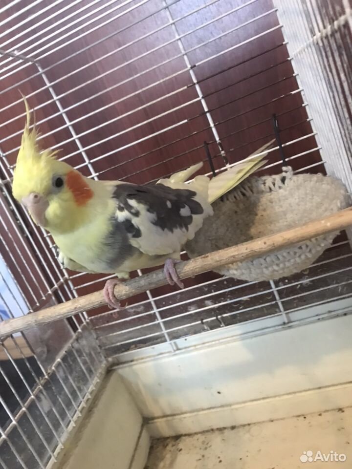 Попугай корелла (самка) возможен обмен на самца)