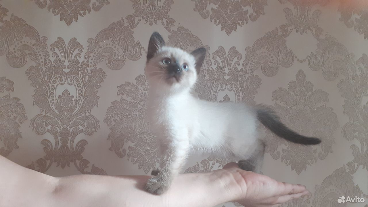 Тайский котенок, кошечка