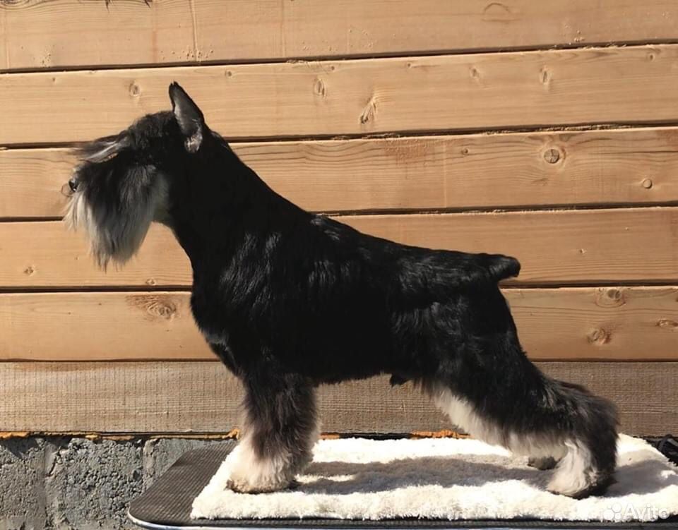 Цвергшнауцер