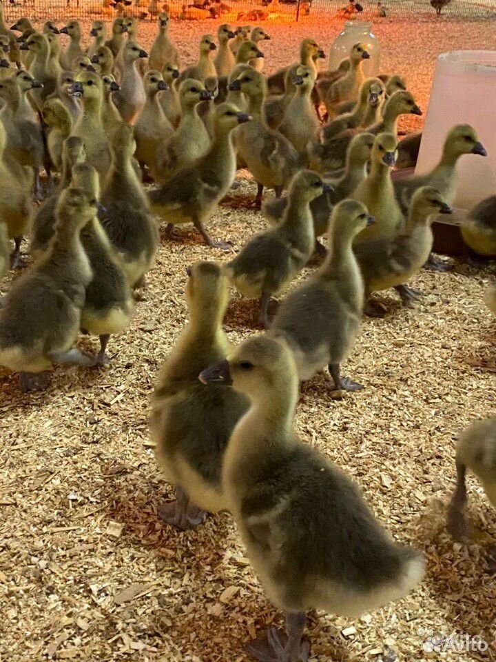 Крупные серые гусята 28 июня на мкаде