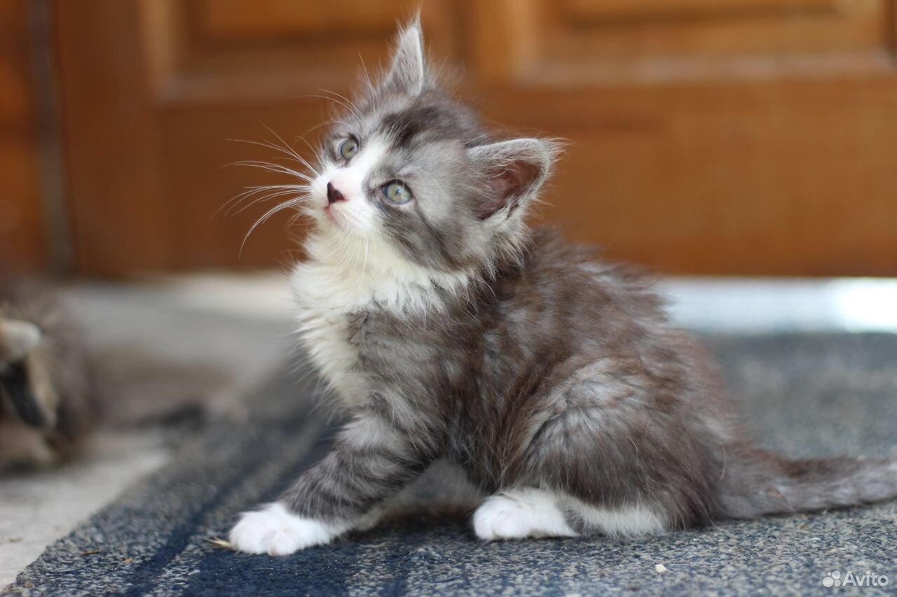 Мальчик одуванчик в активном поиске котородителей