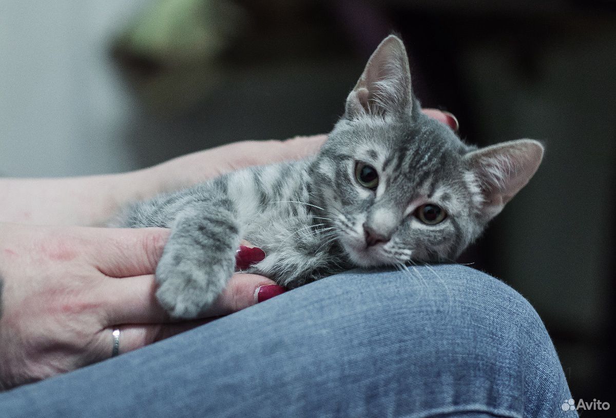 Котёнок Ясмина 4 месяца