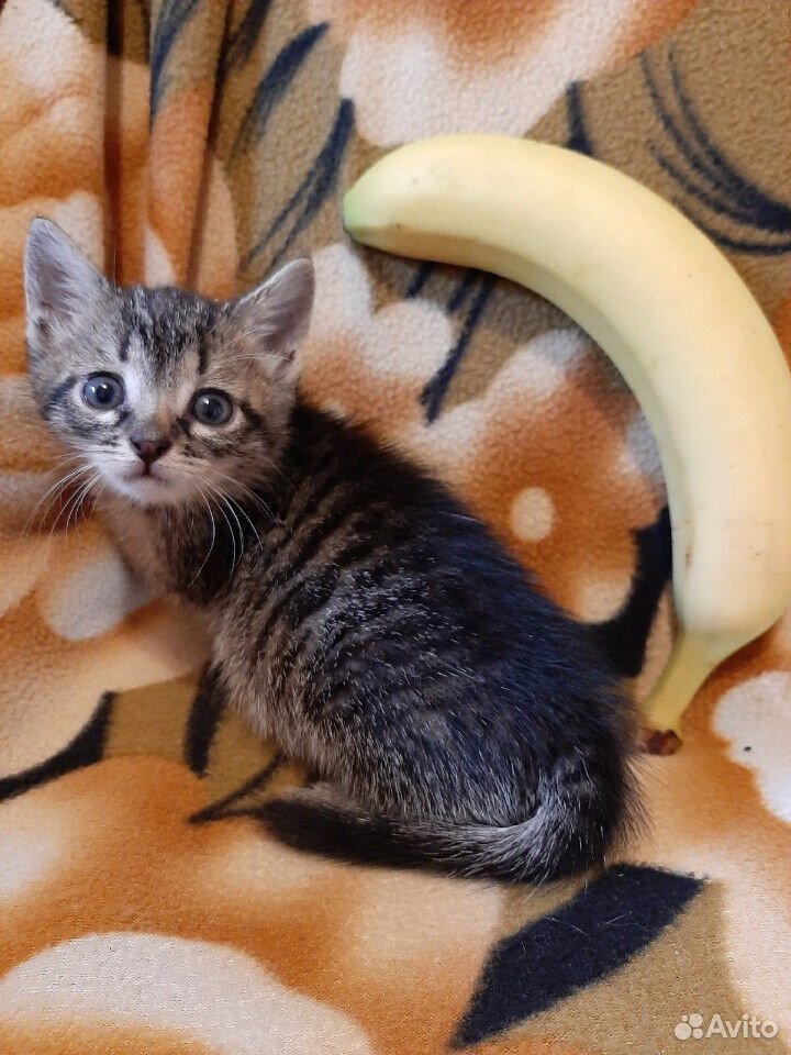 Кто больше банан или я